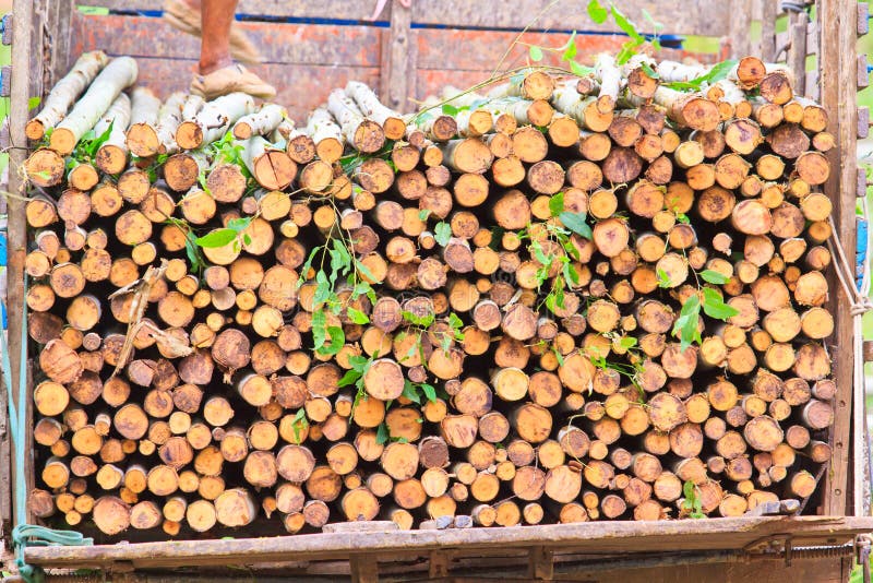 Eucalyptus forest stock image. Image of industrial, clearcut - 36434159