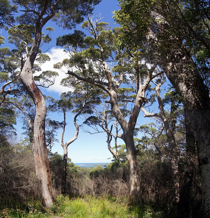 Eucalyptus Forests on the Karri Forest Explore Drive on the Tree Top ...