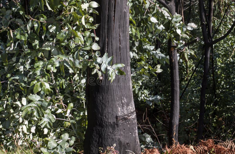 Eucalyptus Pyrophyte Trees Sprouting after a Wildfire Stock Photo ...