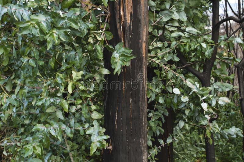 Sprouting Eucalyptus stock image. Image of pink, wildlife - 17227111