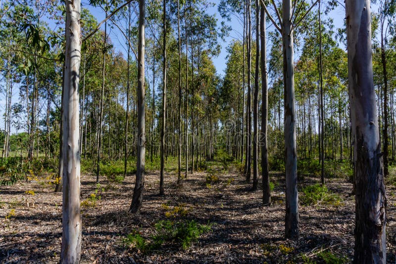 Eucalyptus Grove with Parallel Trees Revealing a Path in the for Stock ...