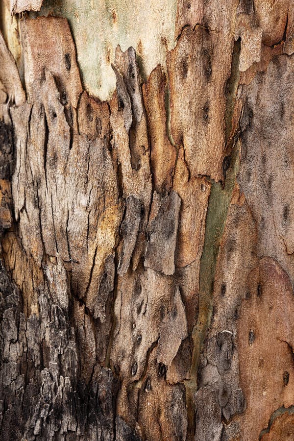 Eucalyptus Gum Tree Bark Patterns and Texture. Stock Image - Image of ...