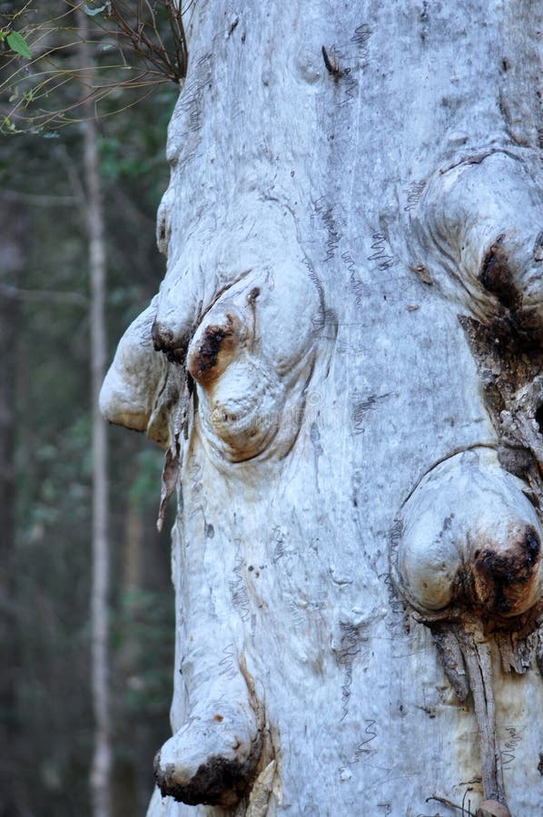 Eucalyptus gum tree trunk stock photo. Image of tree - 285878988