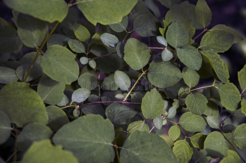 Eucalyptus Gunnii `Silver Drop` Beautiful Foliage Stock Image - Image ...
