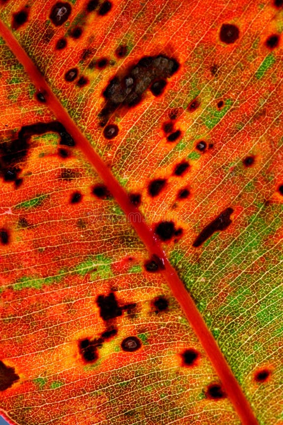 685 Eucalyptus Fall Color Stock Photos - Free & Royalty-Free Stock ...