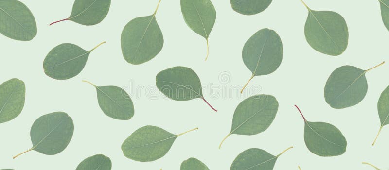 Eucalyptus Leaves Seamless Pattern on Green Background. Stock Image - Image of eucalyptus ...