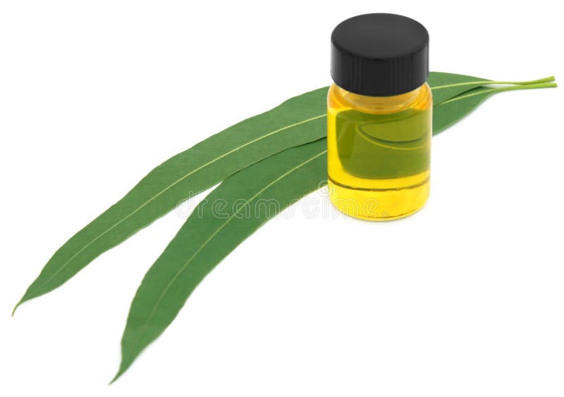 Eucalyptus Oil with leaves stock photo. Image of isolated - 83981882