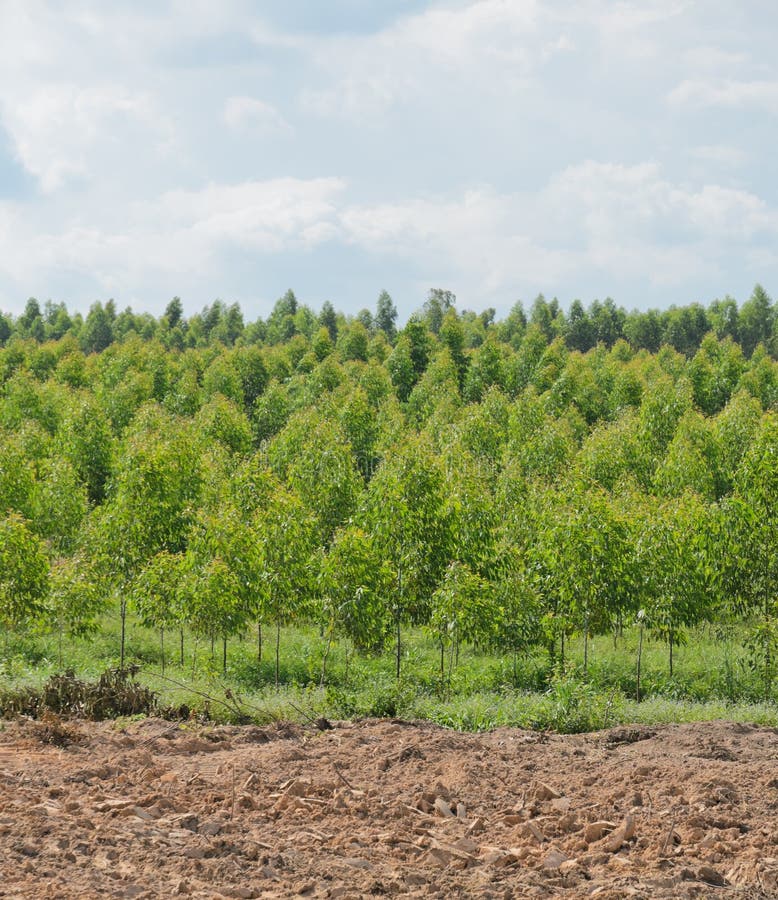 1,803 Paper Plantation Photos - Free & Royalty-Free Stock Photos from ...