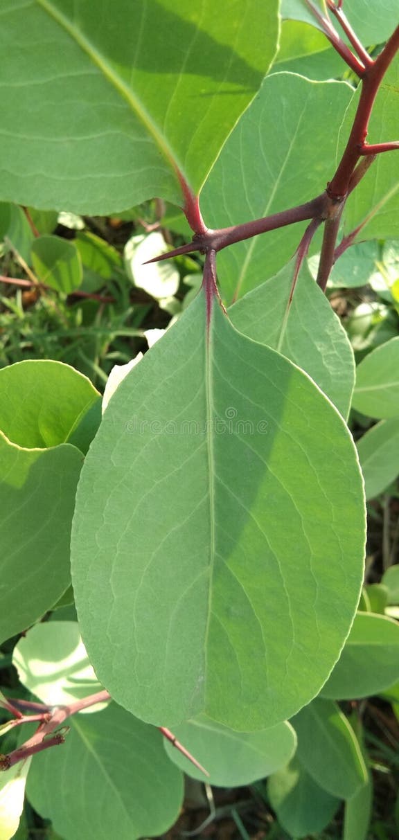 Eucalyptus Polyanthemos Leaf, Red Box, Silver Dollar Gum Stock Image ...