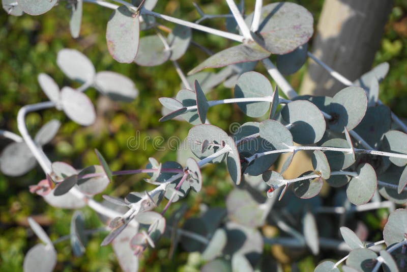 Eucalyptus Pulverulenta Shrub with Exotic Silvery Grey Round Leaves on ... Eucalyptus Pulverulenta Shrub with Exotic Silvery Grey Round Leaves on ...