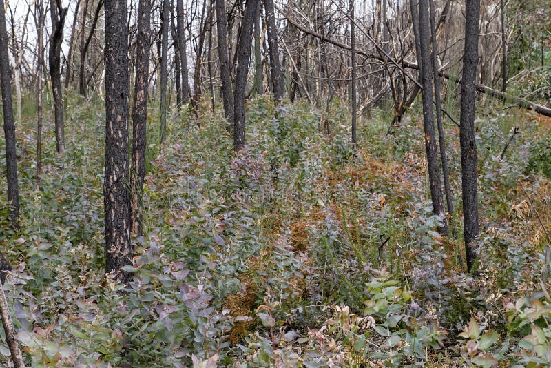 Eucalyptus Pyrophyte Trees Sprouting after a Wildfire Stock Photo ...
