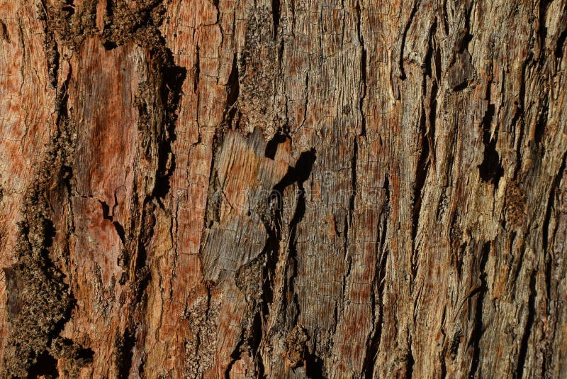 Eucalyptus Tree Textured Background Stock Photo - Image of macro ...