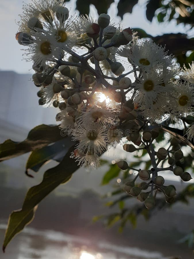 Eucalyptus Robusta or Swamp Mahogany Tree Stock Image - Image of nature ...