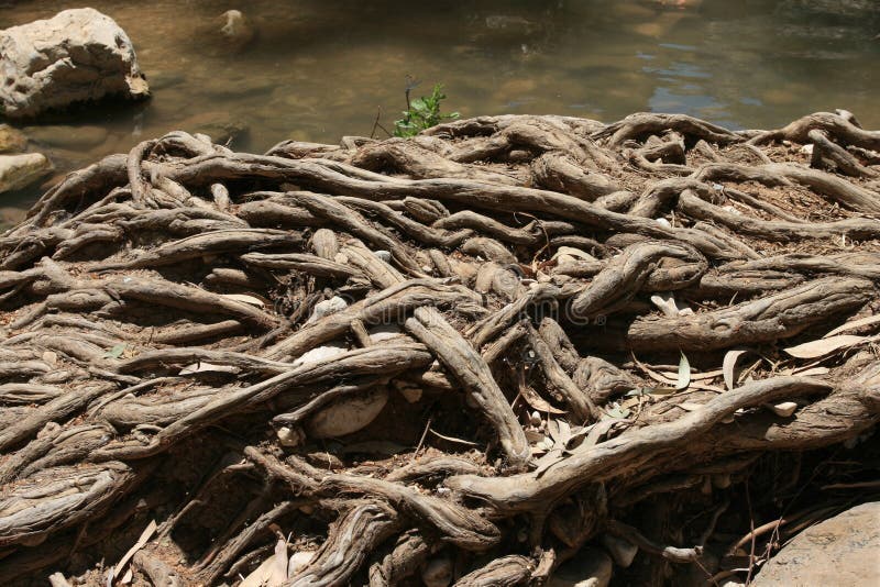 Eucalyptus roots. stock image. Image of israel, water - 14681299