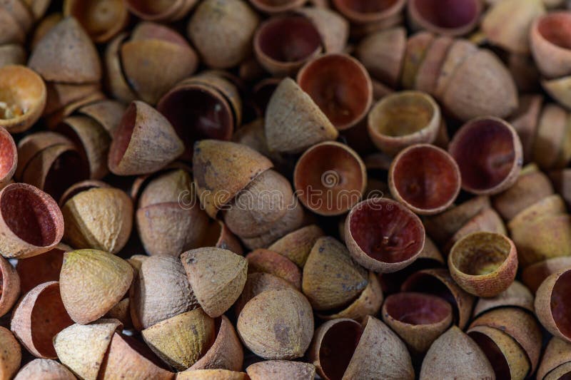 Eucalyptus Seed Pod Caps Resemble Acorn Lids 1 Stock Photo - Image of ...