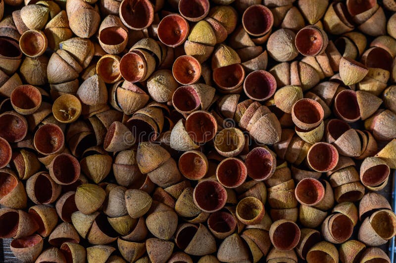 Acorn Lids Stock Photos - Free & Royalty-Free Stock Photos from Dreamstime