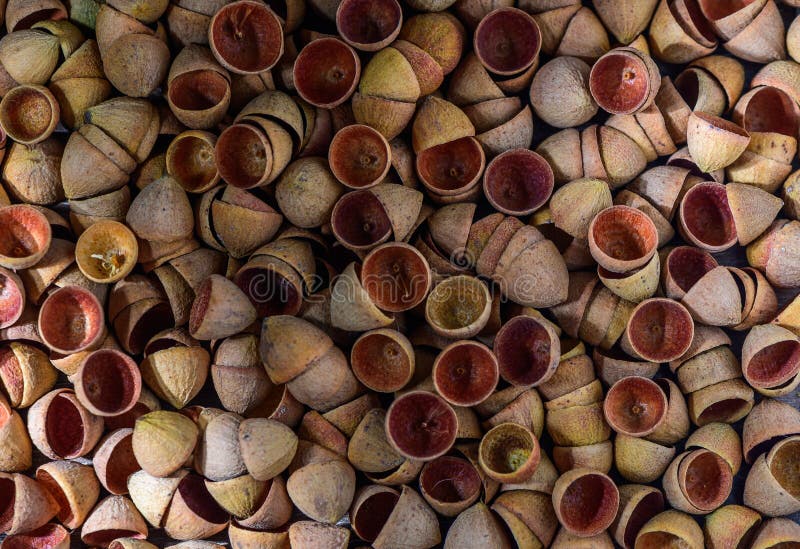 Eucalyptus Seed Pod Caps, Tiny Eucalyptus Caps,6 Stock Photo - Image of ...