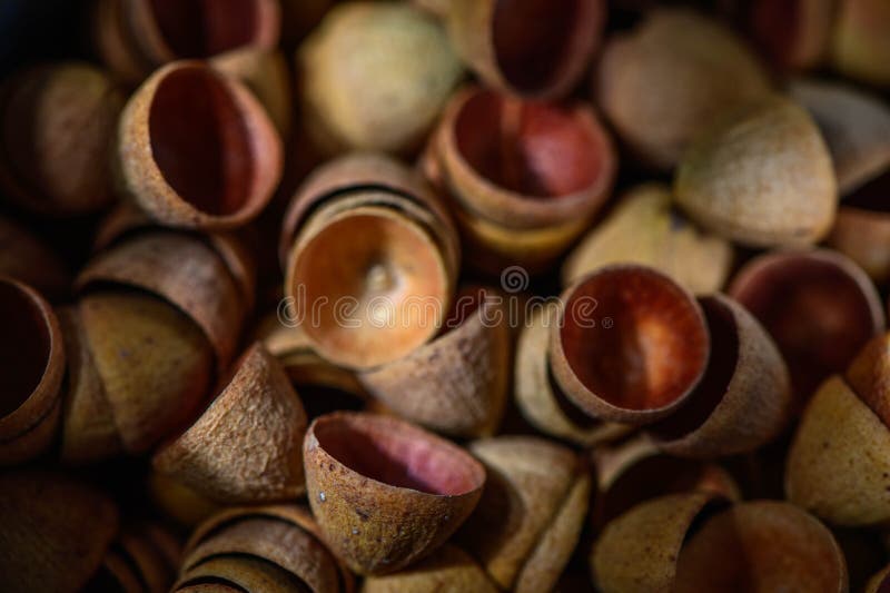 Eucalyptus Seed Pods Abstract Background , Seed Background 2 Stock ...