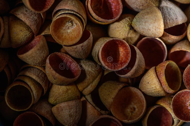 Eucalyptus Seed Pods Abstract Background , Seed Background 1 Stock ...