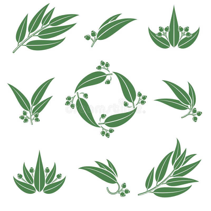 Eucalyptus Set. Collection Icon Eucalyptus Stock Vector - Illustration ...