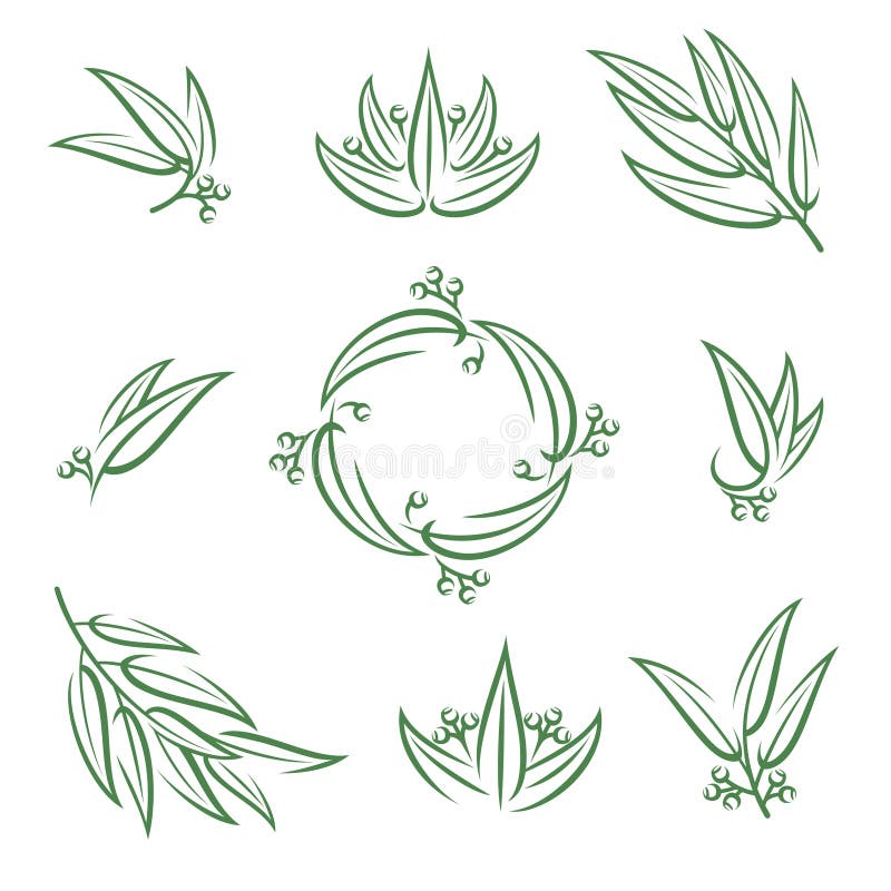Eucalyptus Set. Collection Icon Eucalyptus Stock Vector - Illustration ...
