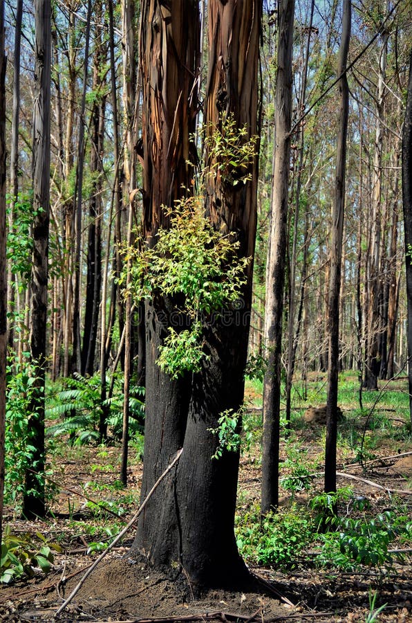 Dry Eucalyptus Forest in the Field Stock Image - Image of landscape ...