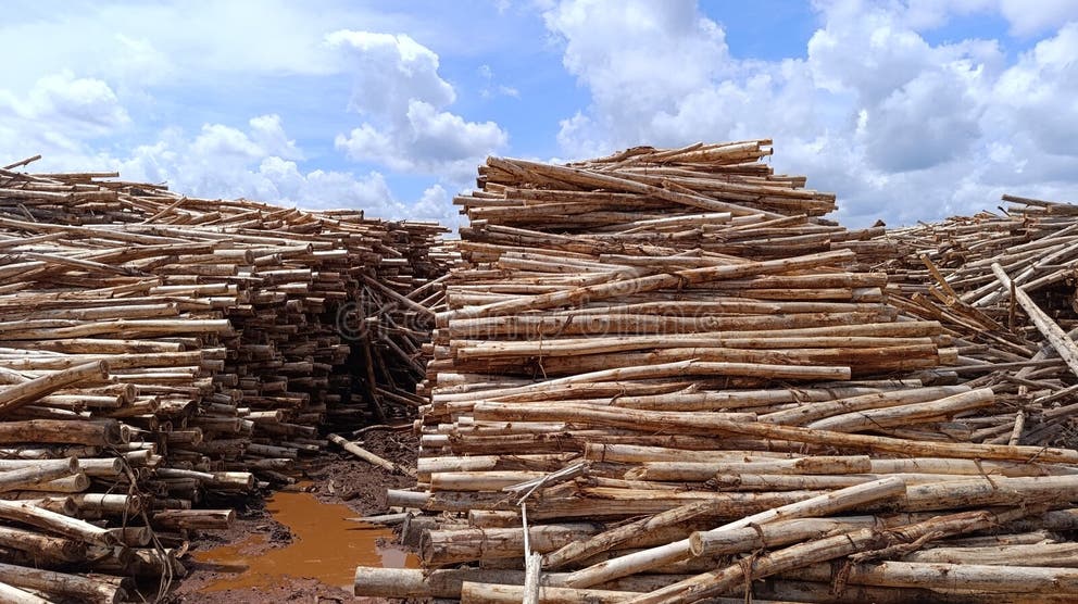 Eucalyptus Timber Logs from Industrial Forest Harvested for Large-scale ...