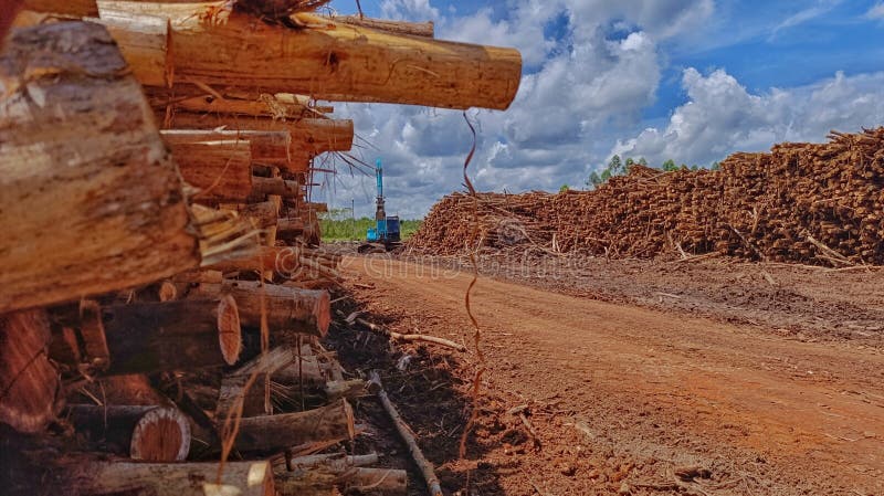 Eucalyptus Timber Logs from Industrial Forest Harvested for Large-scale ...