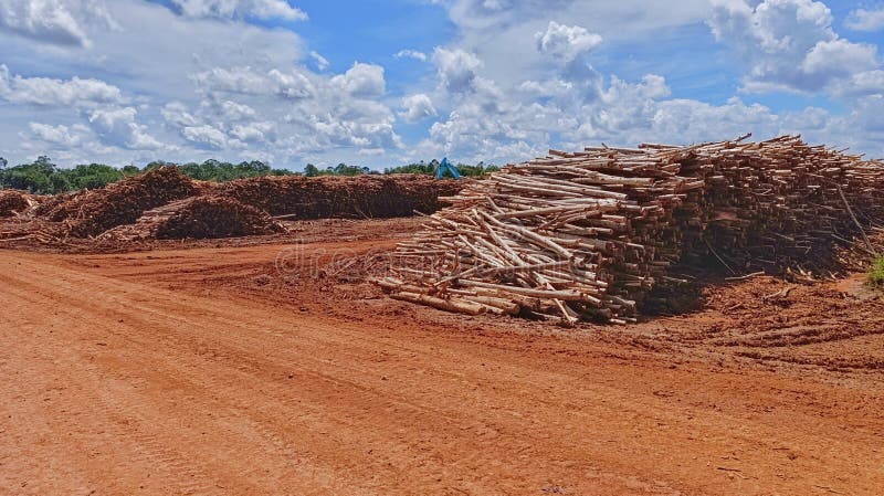 Eucalyptus Timber Logs from Industrial Forest Harvested for Large-scale ...