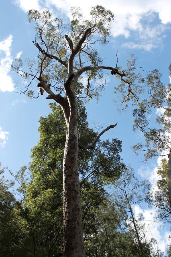 Eucalyptus Tree stock image. Image of plants, native - 27935477