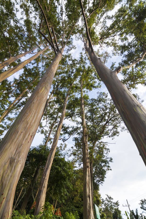 Eucalyptus Tree Against Sky Stock Photo - Image of leaf, leaves: 203262356
