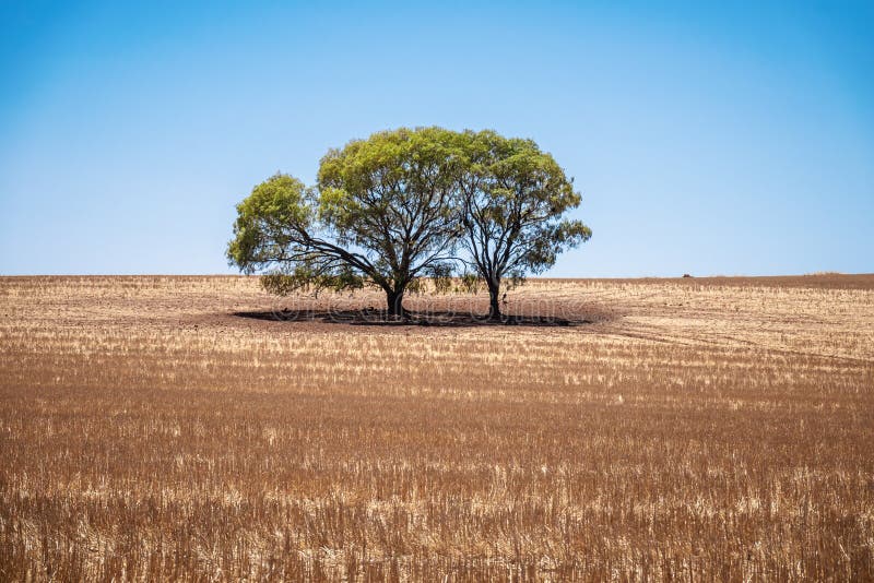 Eucalyptus Tree in an Australian Landscape Scenery Stock Image - Image ...