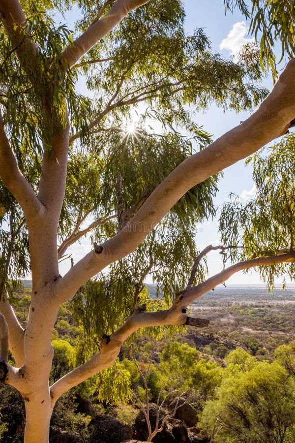 Eucalyptus Tree in the Australian Outback Stock Photo - Image of rural ...