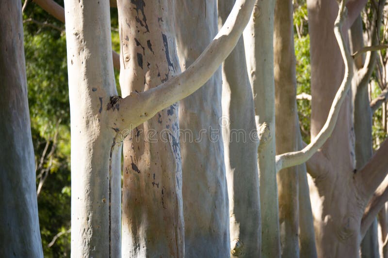 Eucalyptus Tree stock photo. Image of texture, green - 273108632