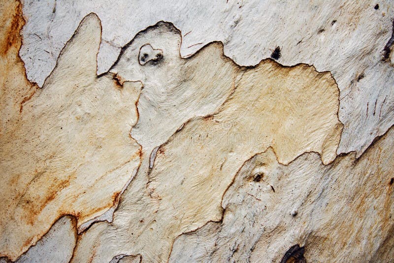 Eucalyptus Tree Bark Surface Texture Stock Photo - Image of resource ...