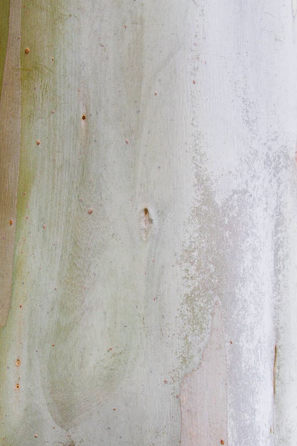 Eucalyptus Tree Bark Texture Background Image Stock Image - Image of ...