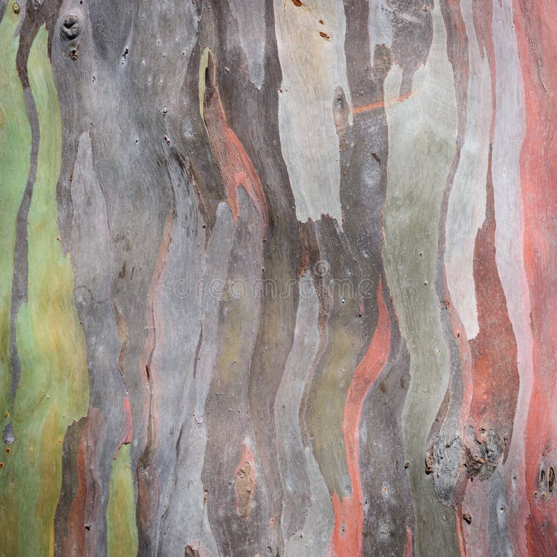 Eucalyptus Tree Bark Texture Stock Image - Image of nature, flora: 65281687