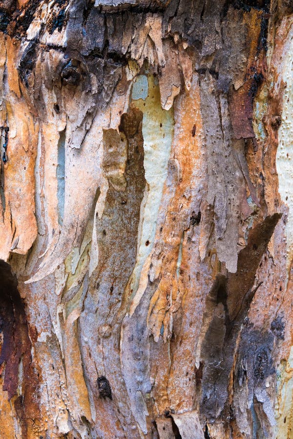 Eucalyptus Tree Bark Texture Stock Photo - Image of tropical, peel ...