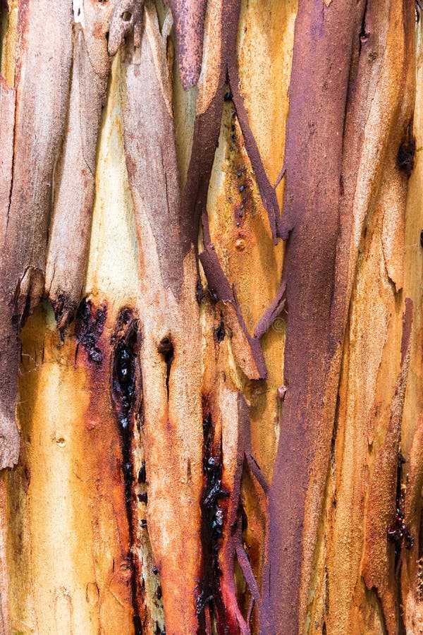 Eucalyptus Tree Bark Texture Stock Image - Image of close, tree: 138782627