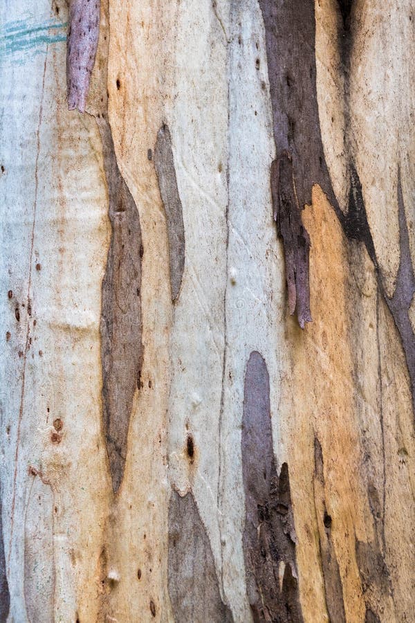 Eucalyptus Tree Bark Texture Stock Photo - Image of backdrop, nature ...
