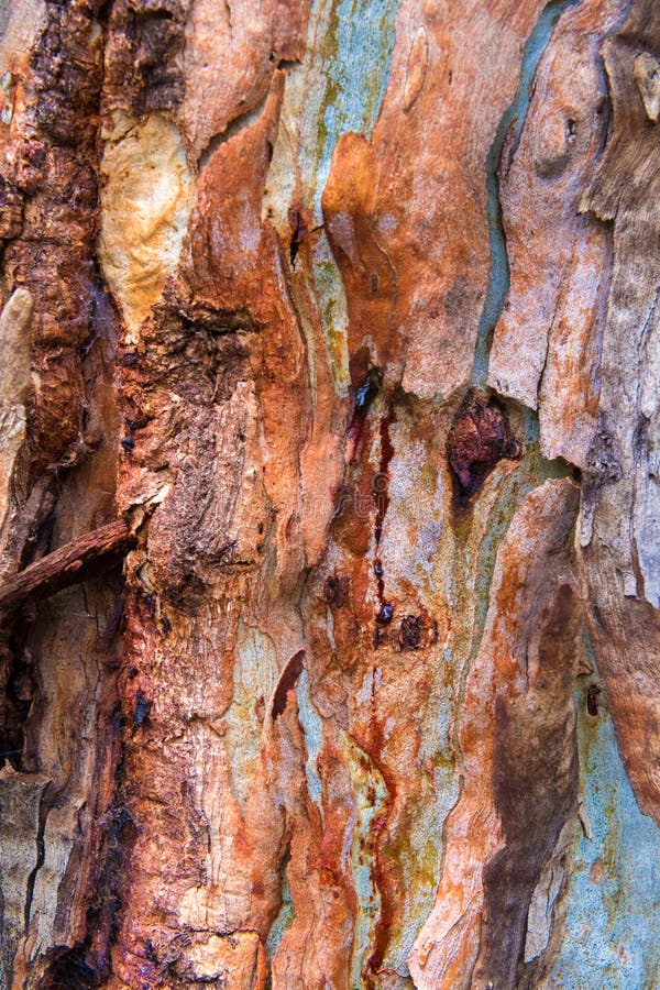 Eucalyptus Tree Bark Texture Stock Photo - Image of green, background ...