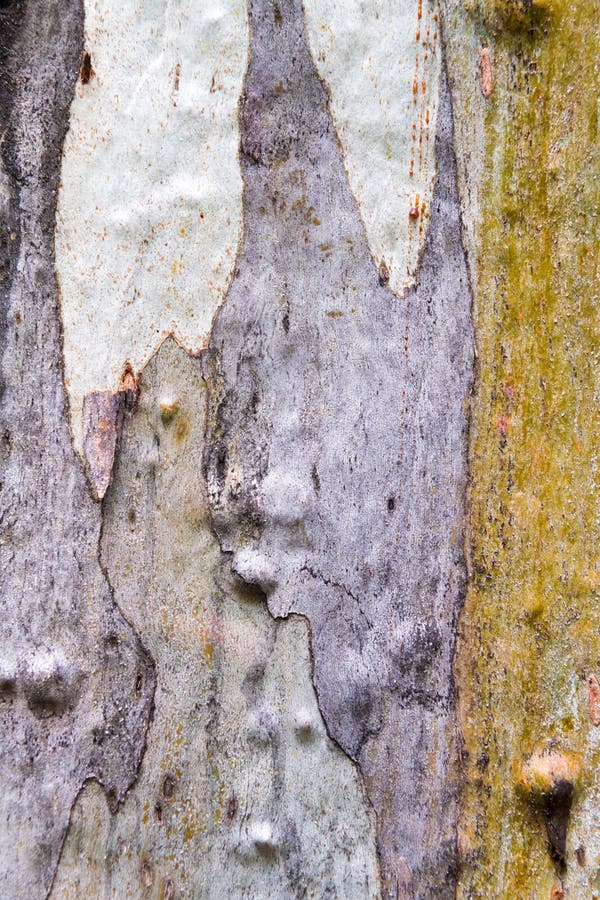 Eucalyptus Tree Bark Texture Stock Image - Image of orange, detail ...