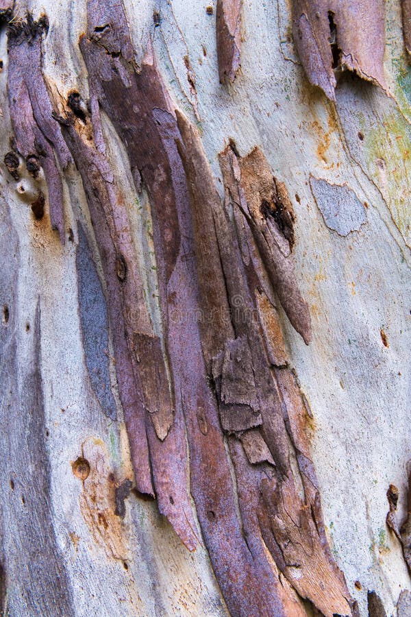 Eucalyptus Tree Bark Texture Stock Photo - Image of wood, texture ...