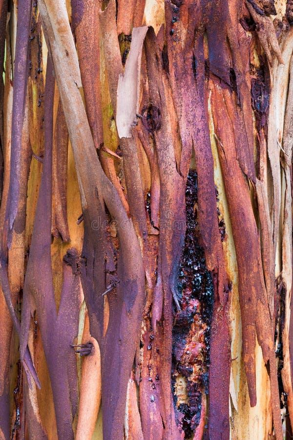 Eucalyptus Tree Bark Texture Stock Image - Image of surface, peel ...