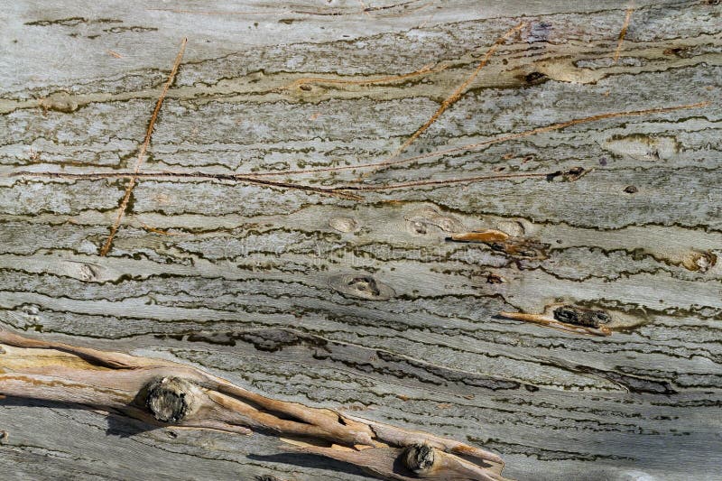 Eucalyptus Tree Bark Texture Stock Image - Image of pattern, eucalypt ...