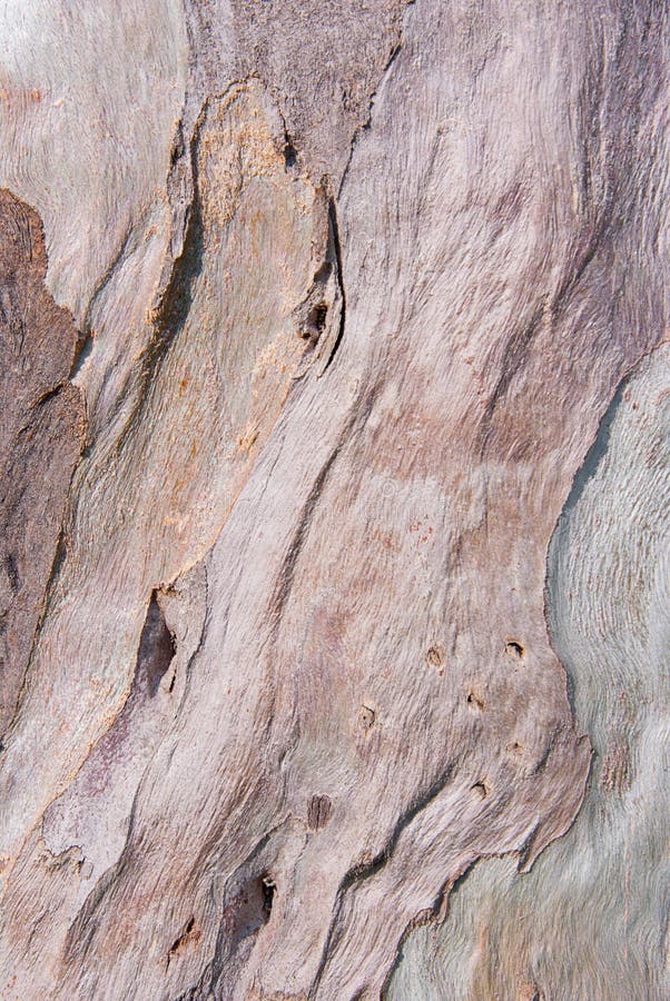 Eucalyptus Tree Bark Texture Stock Image - Image of fondo, textura ...