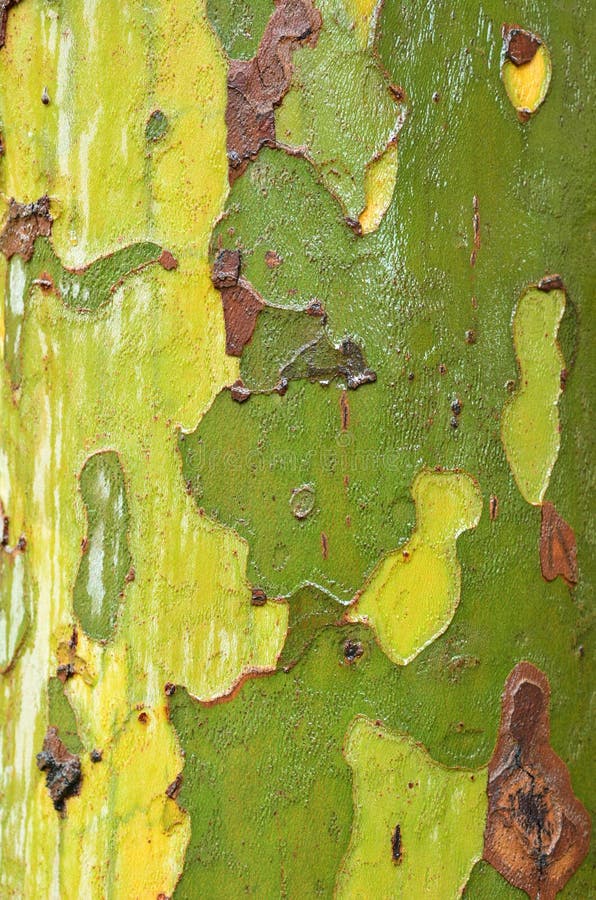 Eucalyptus tree stock image. Image of gumtree, multicolored - 40056113