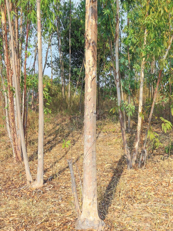 262 Paper Bark Eucalyptus Tree Stock Photos - Free & Royalty-Free Stock ...