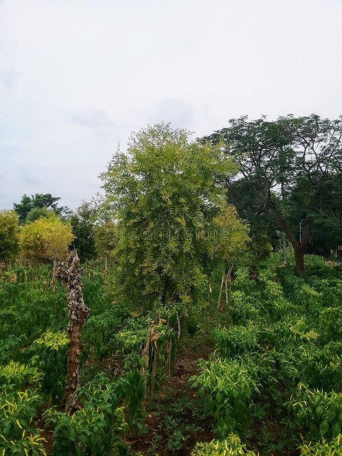 Eucalyptus Tree that Grows in the Middle of the Lombok Plants. Stock ...