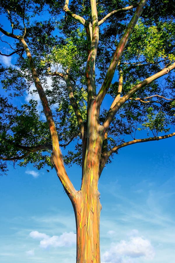 Australian Eucalyptus tree stock image. Image of tree - 1727777